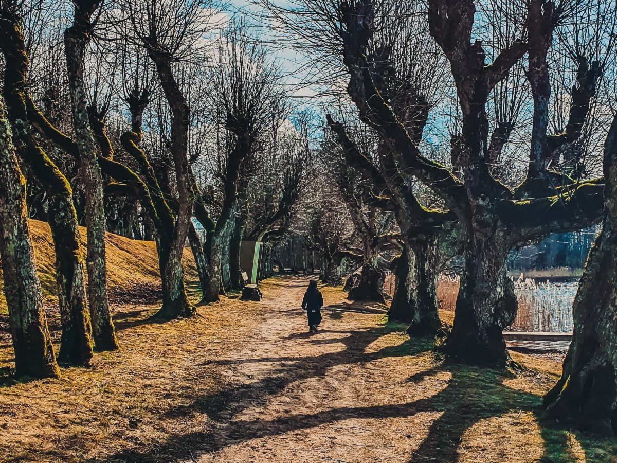 Liepu aleja pie Katvaru muižas. Latvija