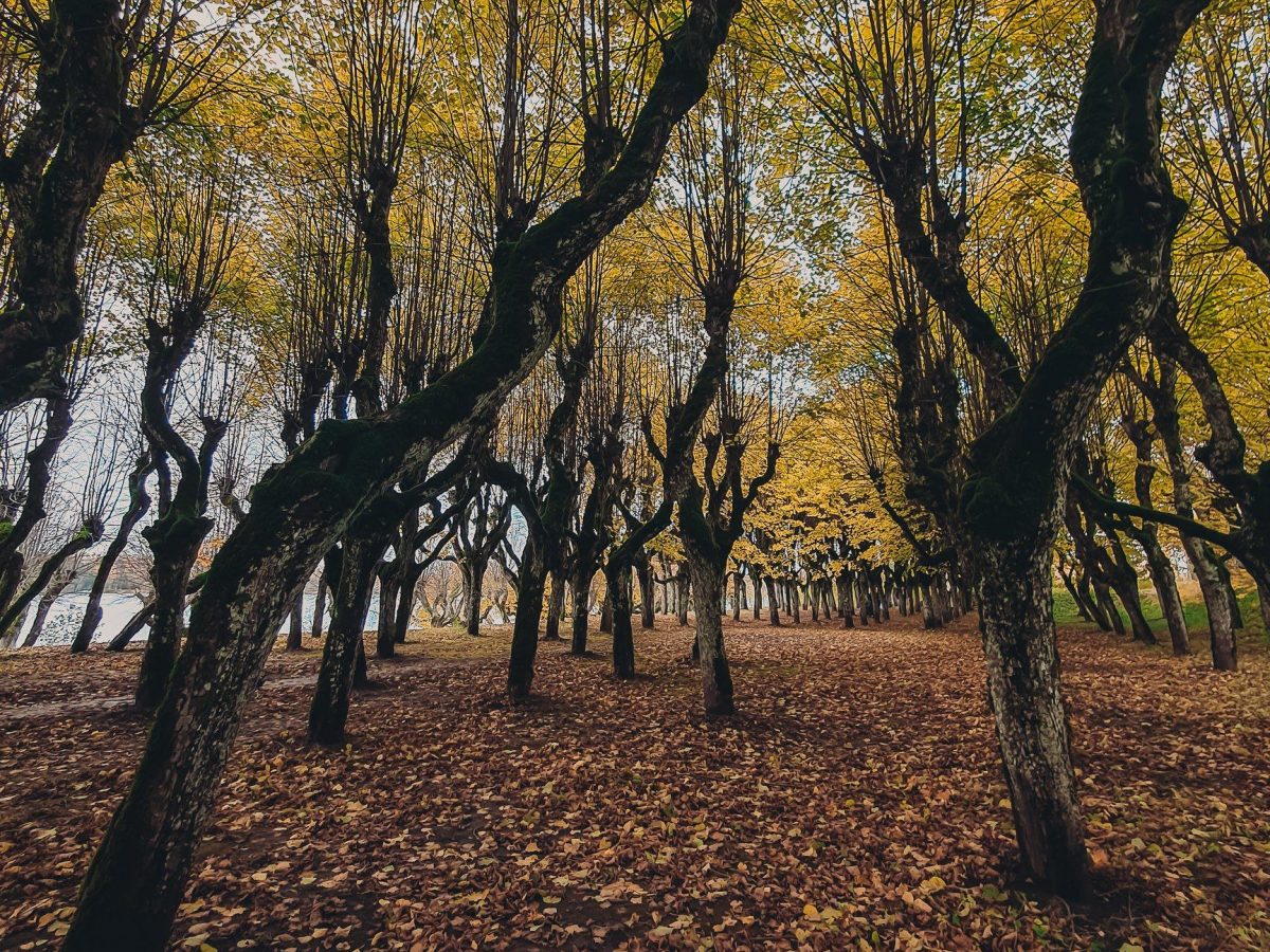 Liepu aleja pie Katvaru muižas. Latvija