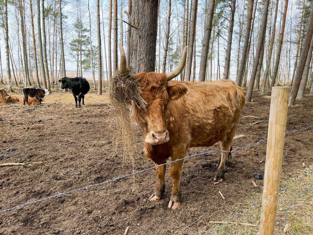 Dabas parks “Engures ezers”