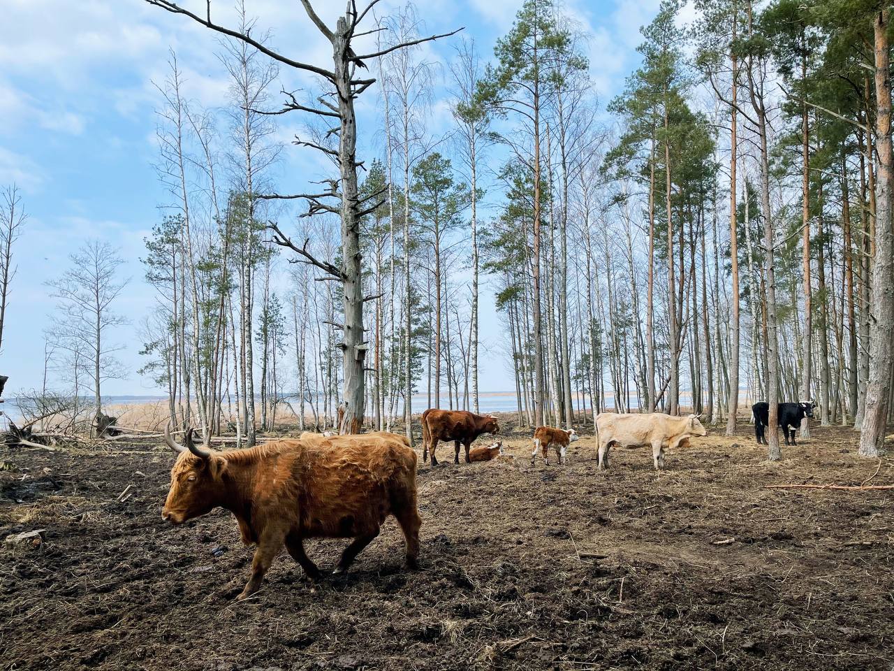 Dabas parks “Engures ezers”