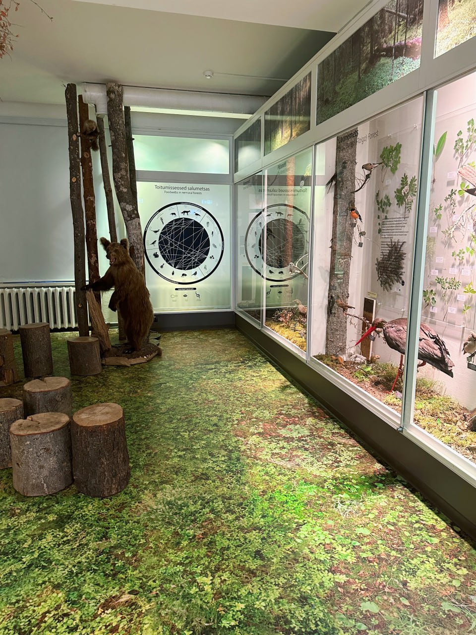 Loodusmuuseum. Tallinn, Eesti