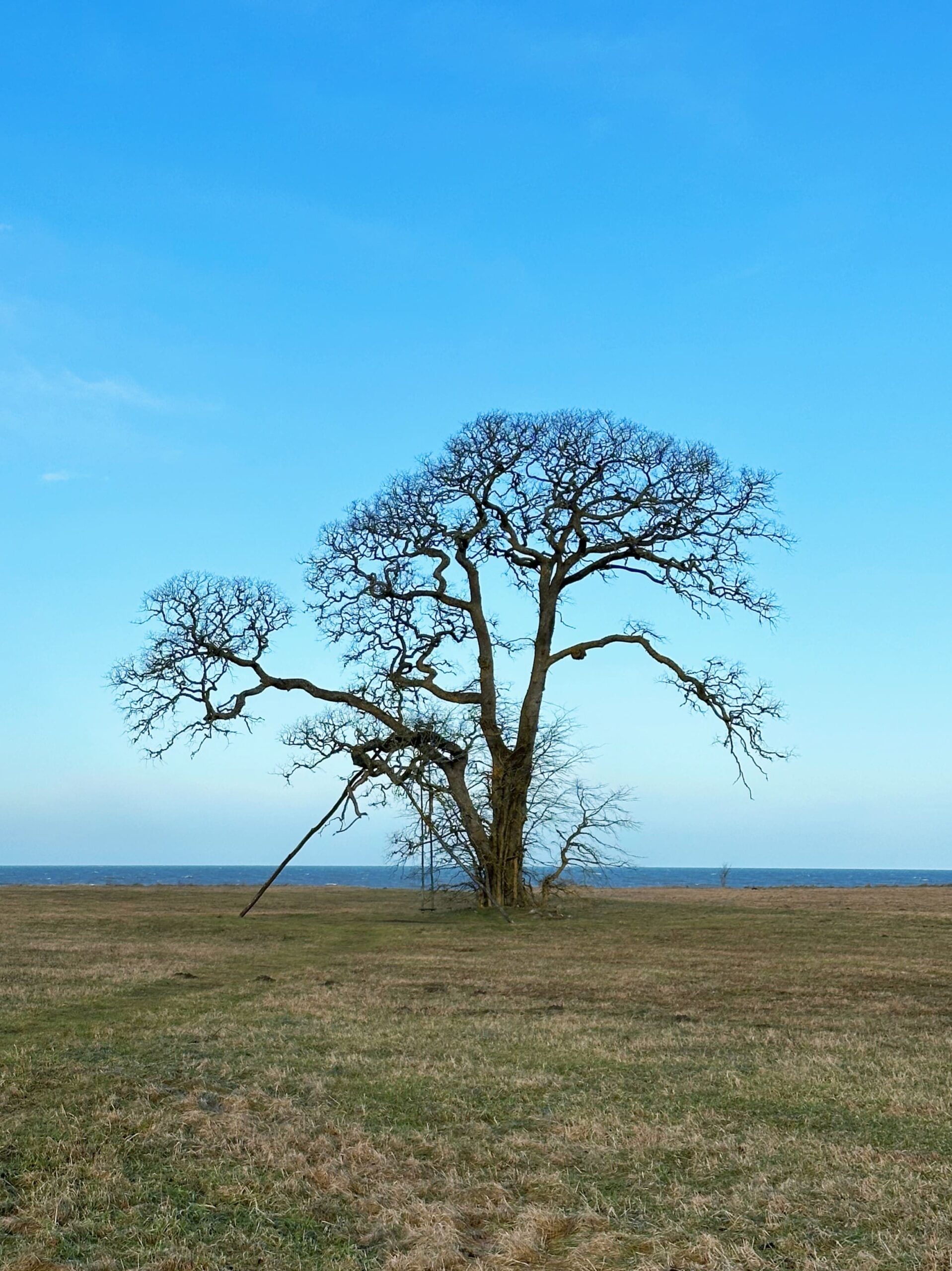 Tree from Zemfira’s video, Latvia