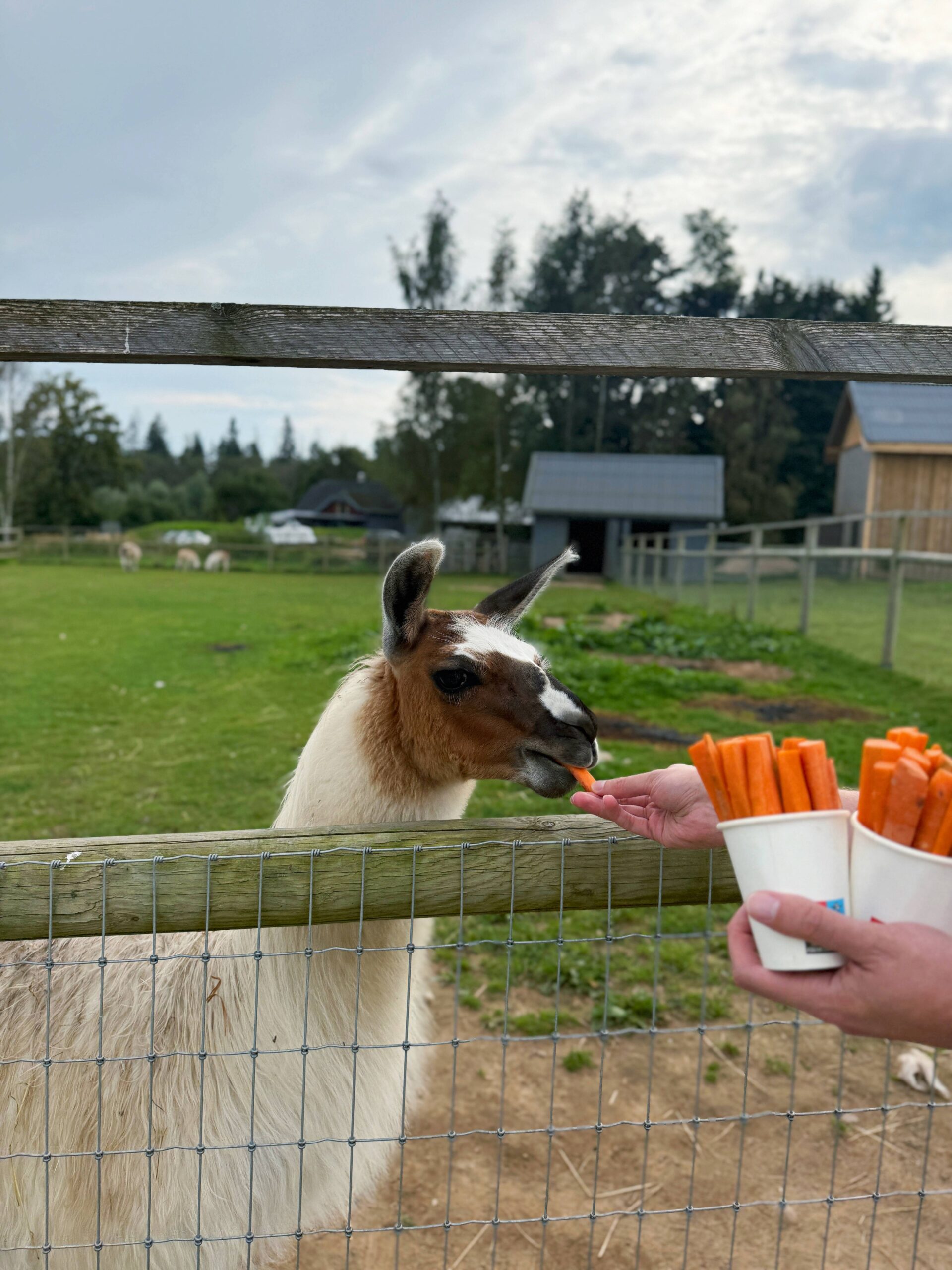 Batutu parks Jump Space tirdzniecības centrā Spice. Rīga, Latvija
