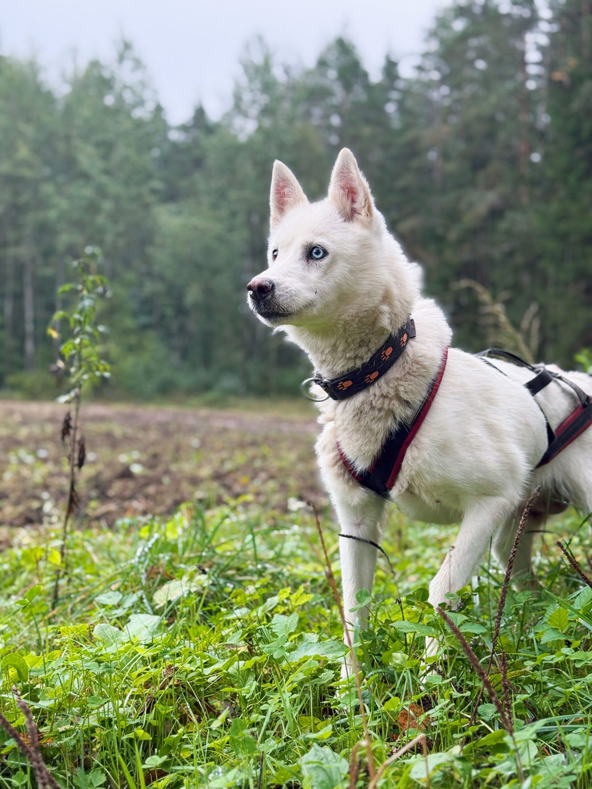 Rimi Olympic Center in Riga, Latvia